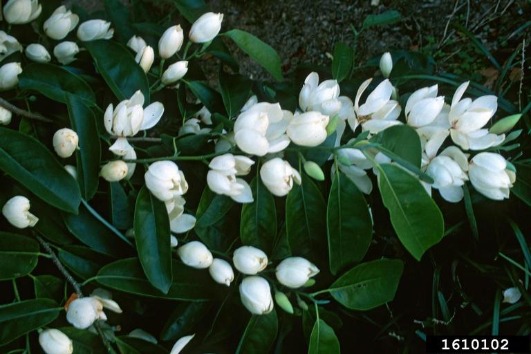 magnolia (Magnolia maudiae (Dunn) Figlar)