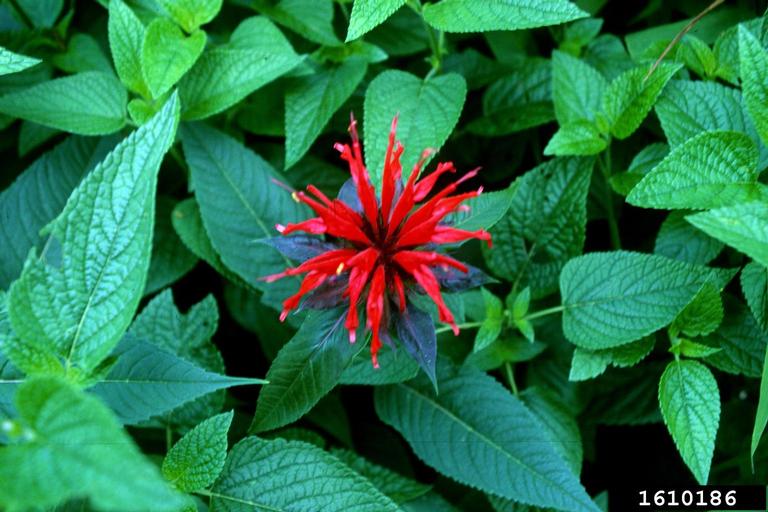 scarlet beebalm (Monarda didyma)