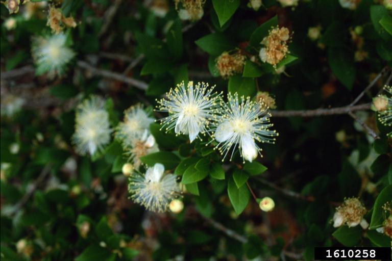 myrtle (Myrtus communis L.)