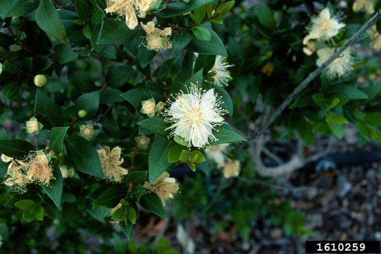 myrtle (Myrtus communis L.)
