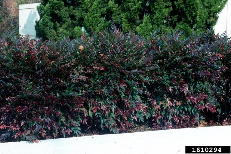 sacred bamboo, Nandina domestica (Ranunculales: Berberidaceae) - 1610294