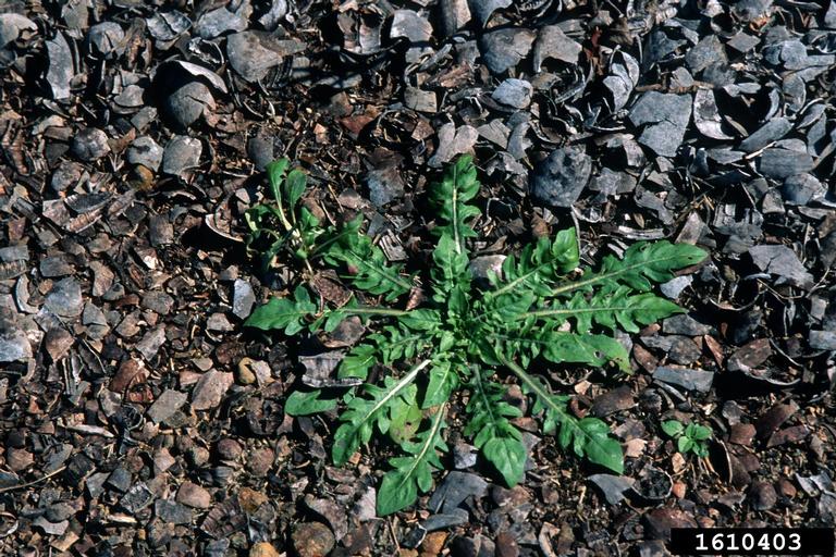 cutleaf evening-primrose (Oenothera laciniata Hill)