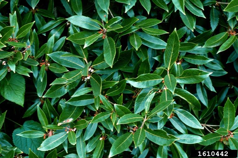 devilwood (Osmanthus armatus)