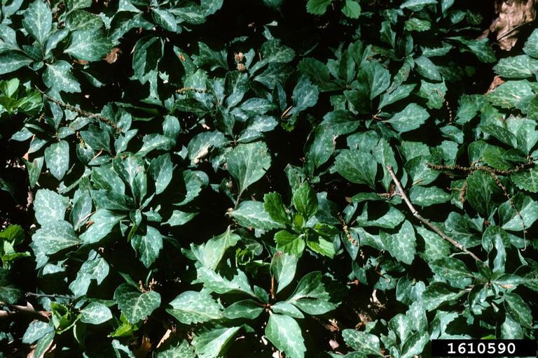 Allegheny spurge (Pachysandra procumbens Michx.)