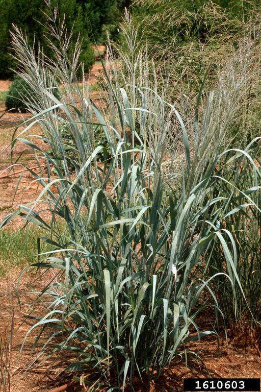 switchgrass (Panicum virgatum L.)