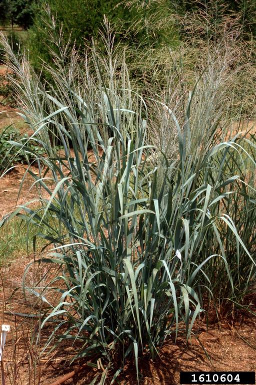 switchgrass (Panicum virgatum)