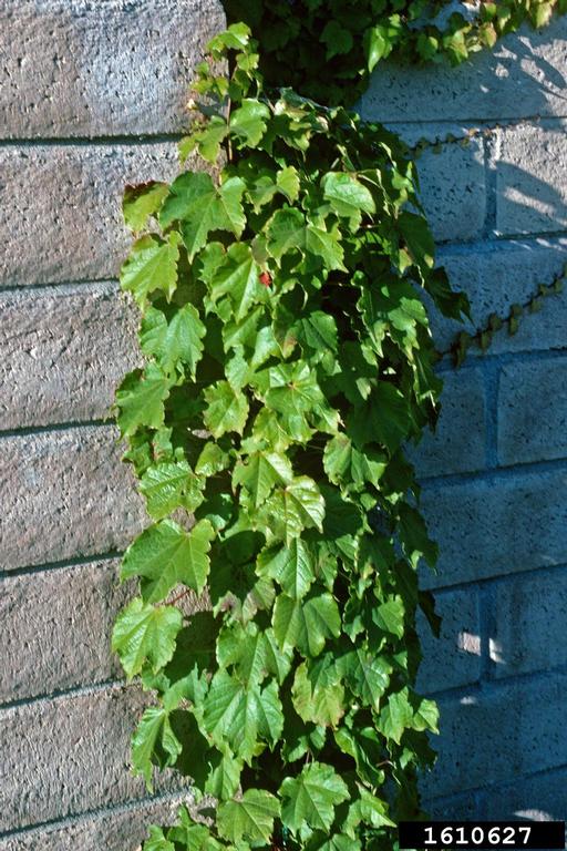 Boston ivy (Parthenocissus tricuspidata (Sieb. & Zucc.) Planch.)