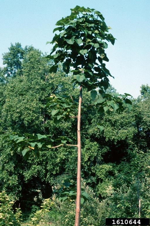 paulownia (Paulownia fortunei)