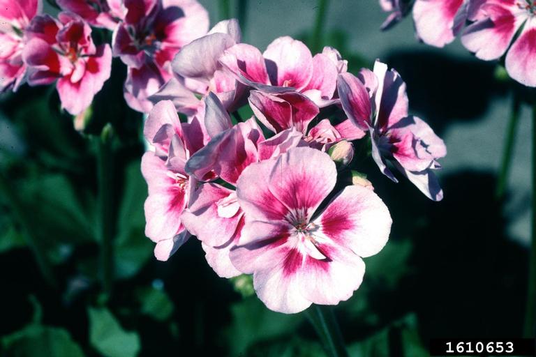zonal geranium (Pelargonium x hortorum Bailey (pro sp.) [inquinans × ...