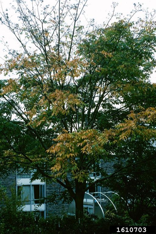 Amur corktree (Phellodendron amurense Rupr.)