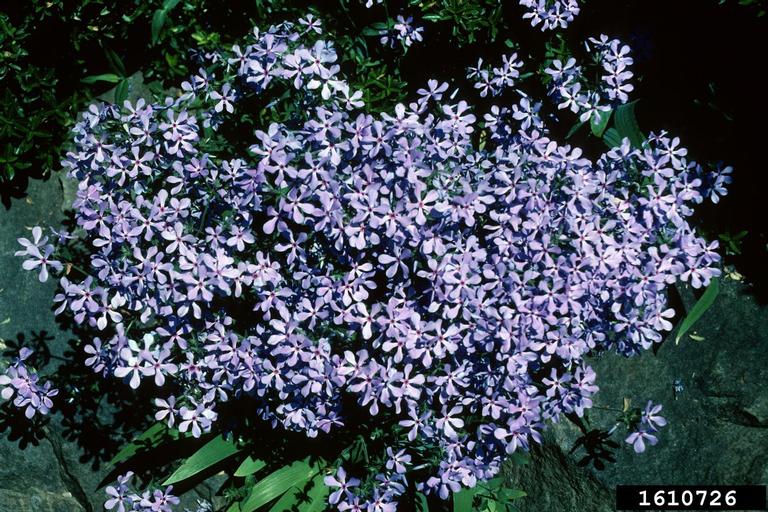 phlox (Genus Phlox L.)