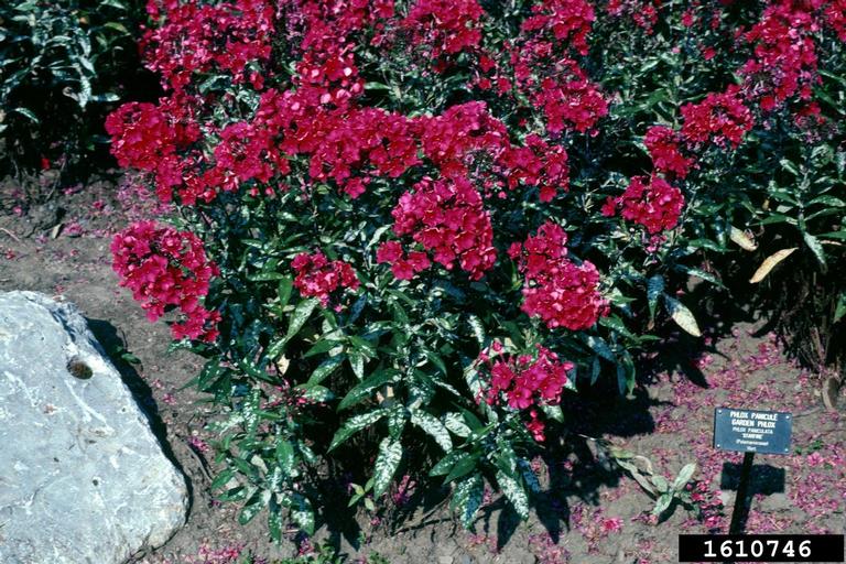 fall phlox (Phlox paniculata)