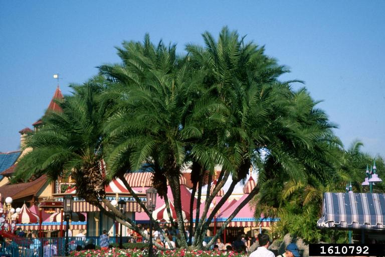 Senegal date palm (Phoenix reclinata Jacq.)