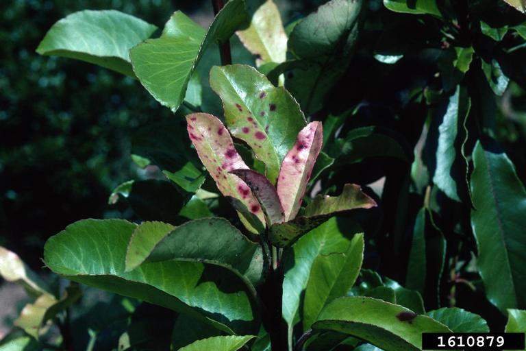 Taiwanese photinia (Photinia serratifolia (Desf.) Kalkm.)