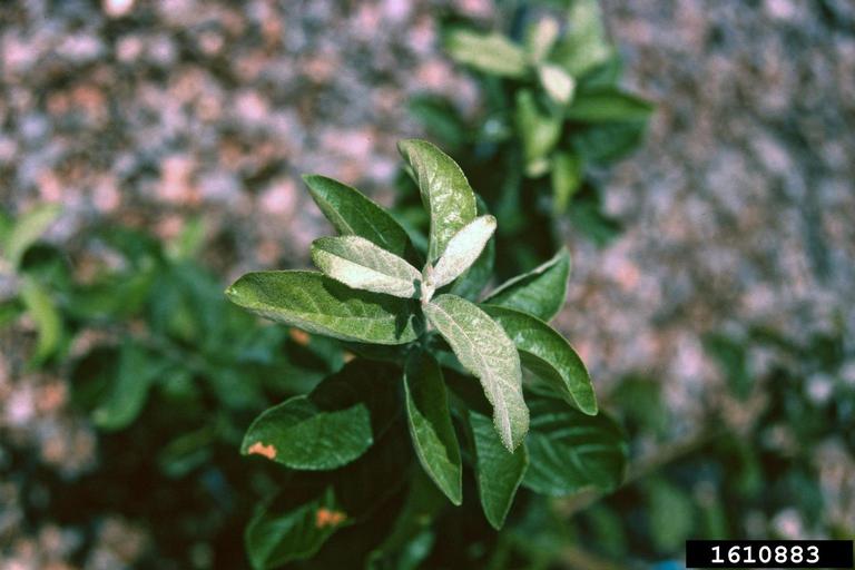 Oriental photinia (Photinia villosa (Thunb.) DC.)