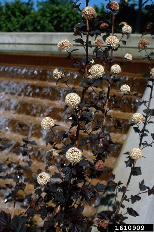 common ninebark (Physocarpus opulifolius (L.) Maxim.)