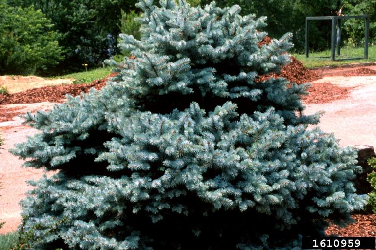 blue spruce (Picea pungens)