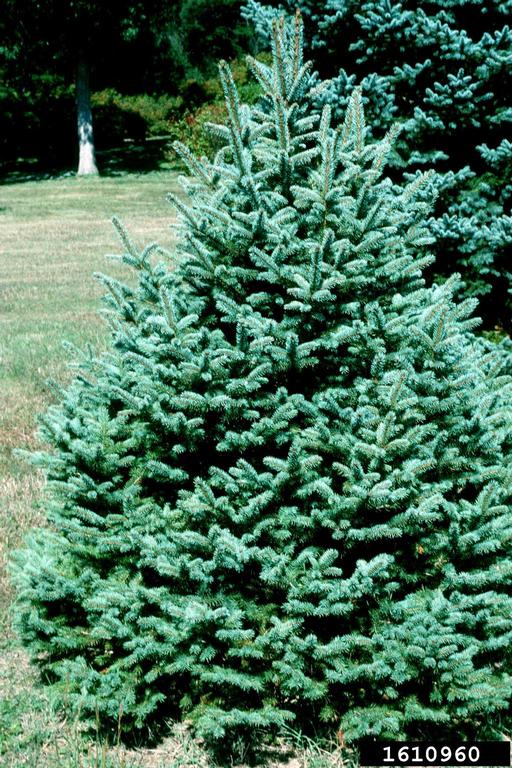 blue spruce (Picea pungens Engelm.)