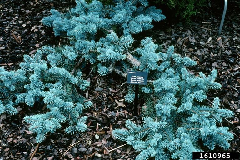 blue spruce (Picea pungens Engelm.)