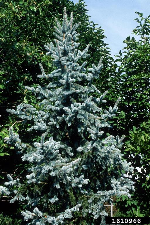 blue spruce (Picea pungens Engelm.)