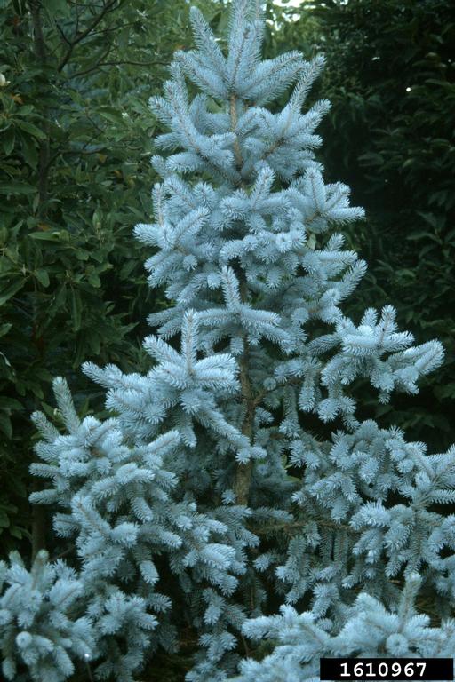 blue spruce (Picea pungens)