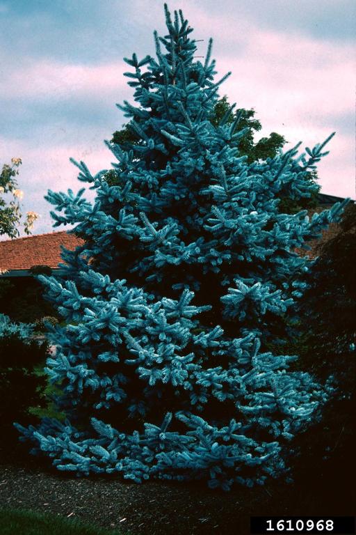 blue spruce, Picea pungens (Pinales: Pinaceae) - 1610968