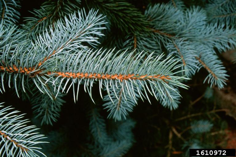 blue spruce (Picea pungens)