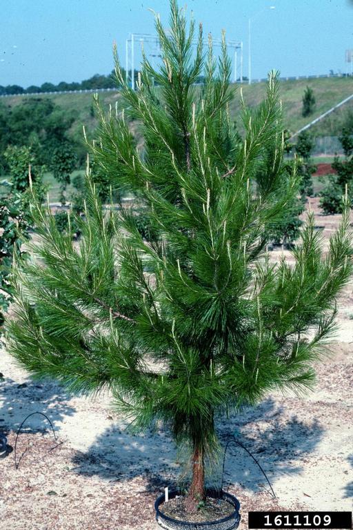 Gregg's pine (Pinus greggii)