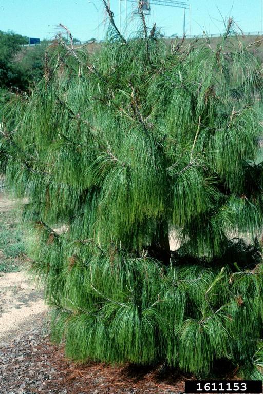 patula pine (Pinus patula Schiede & Schltdl. & Cham.)