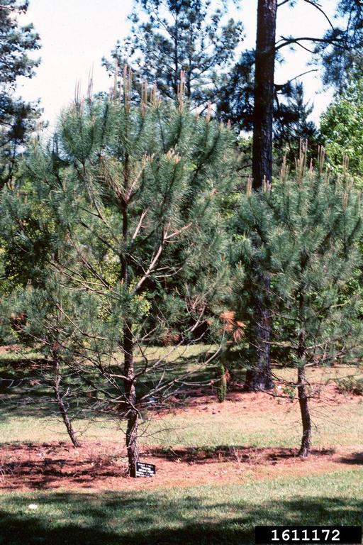 Italian stone pine (Pinus pinea L.)