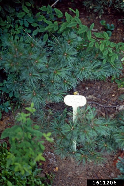 eastern white pine (Pinus strobus)