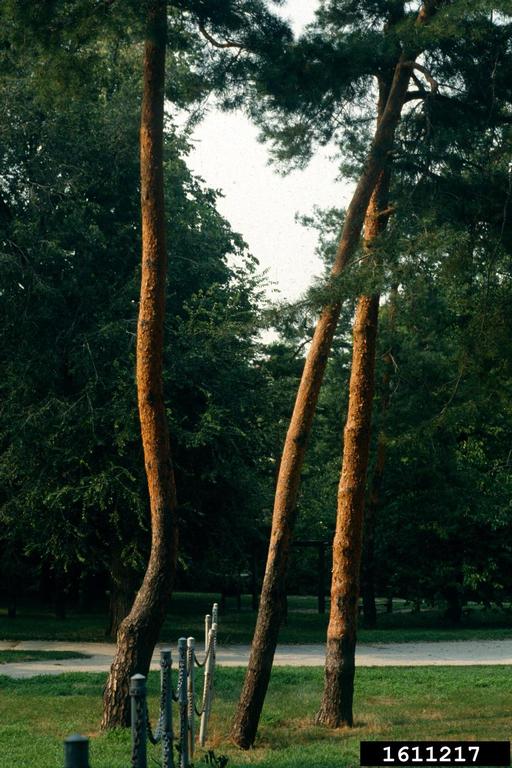 Scots pine (Pinus sylvestris L.)