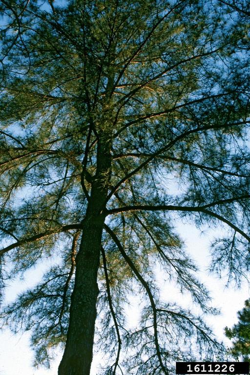 loblolly pine (Pinus taeda L.)