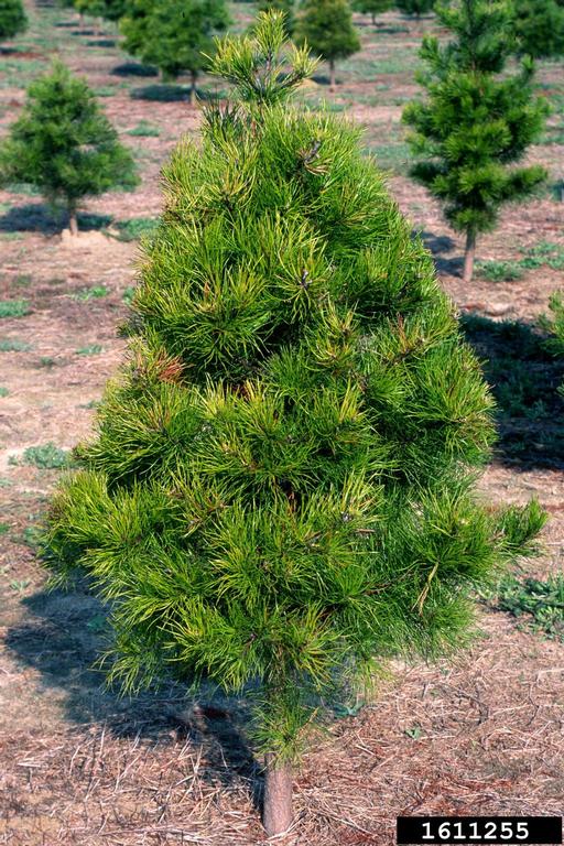 Virginia pine (Pinus virginiana)