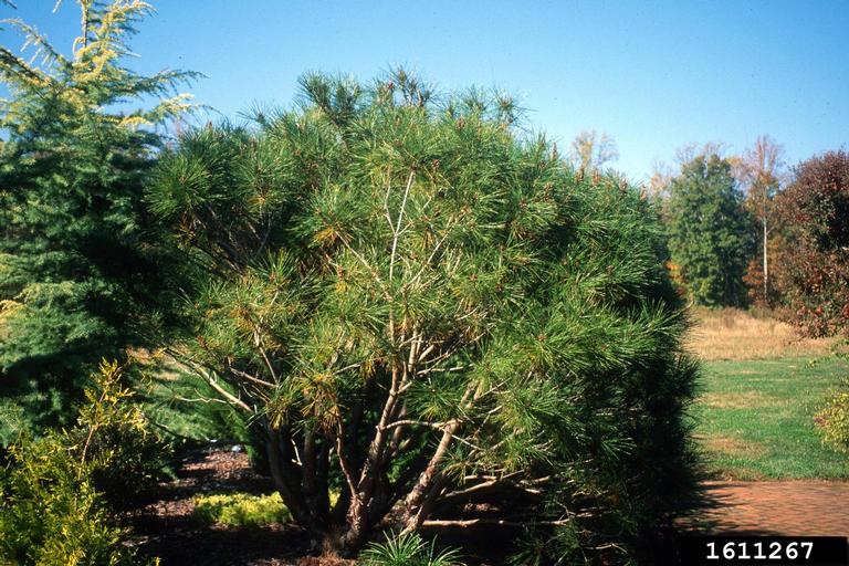 Japanese red pine (Pinus densiflora)