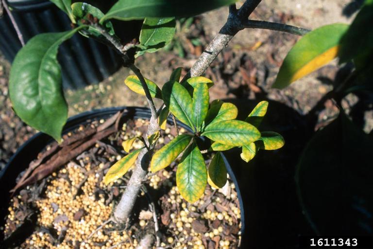 magnesium deficiency
