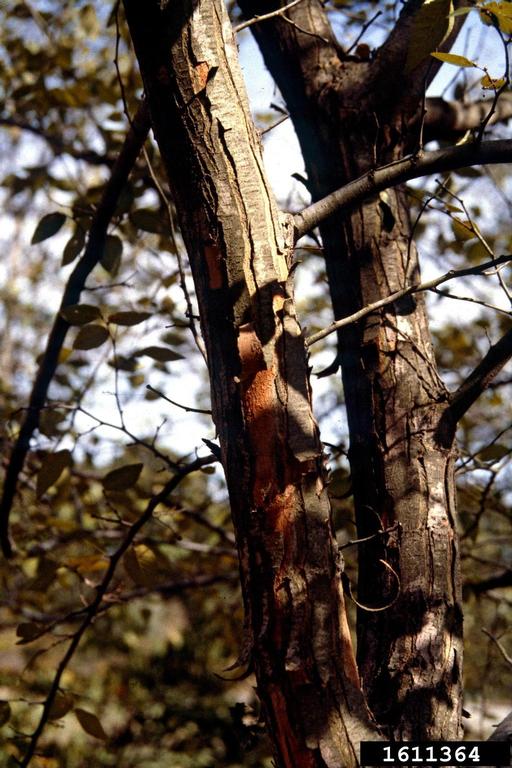 planertree (Planera aquatica J.F. Gmel.)