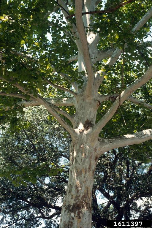 American sycamore (Platanus occidentalis L.)
