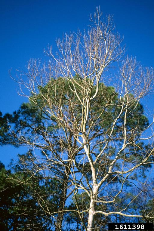 American sycamore (Platanus occidentalis L.)