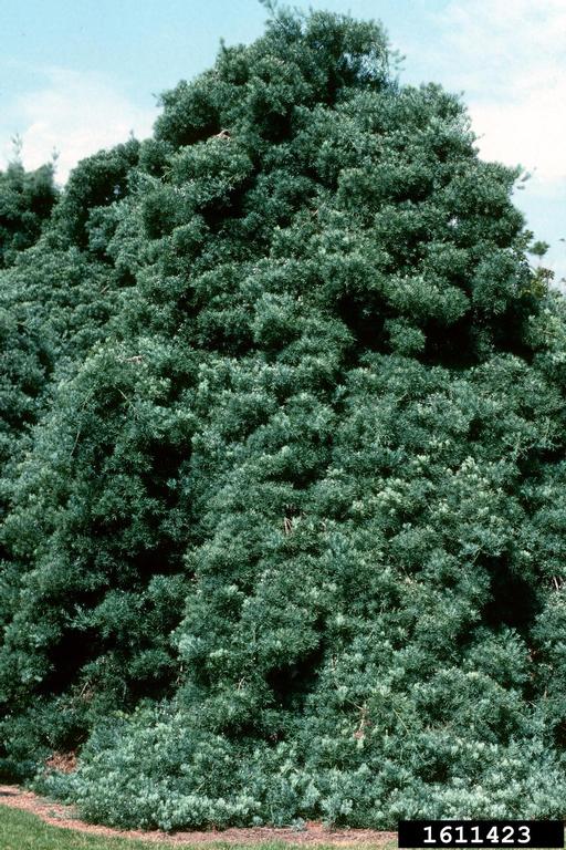 african fern pine (Afrocarpus gracilior (Pilg.) C. N. Page)