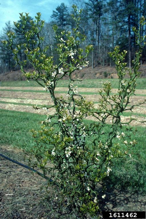 trifoliate orange (Citrus trifoliata (L.) Raf.)