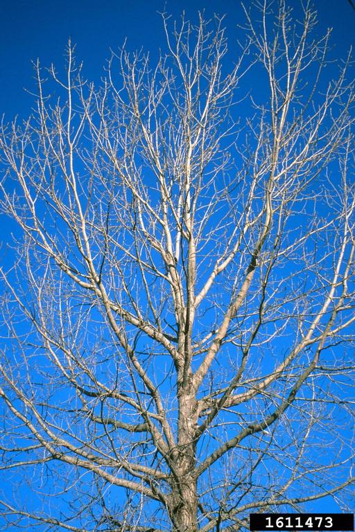 eastern cottonwood (Populus deltoides Bartr. ex Marsh.)