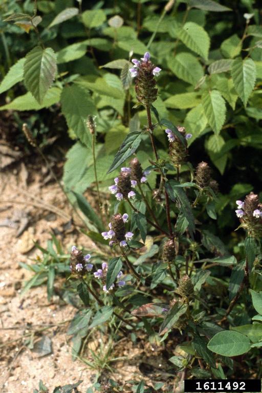 common selfheal (Prunella vulgaris)