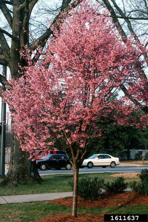 Okame cherry (Prunus x incamp)
