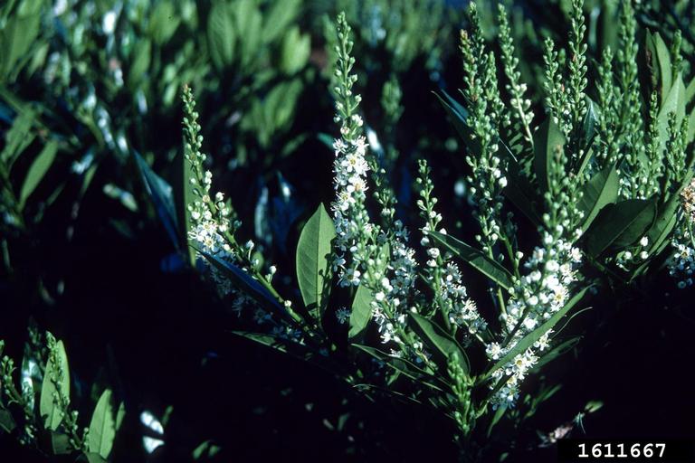 cherry laurel (Prunus laurocerasus L.)