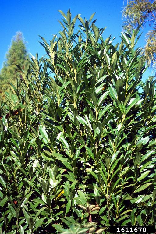 cherry laurel (Prunus laurocerasus L.)