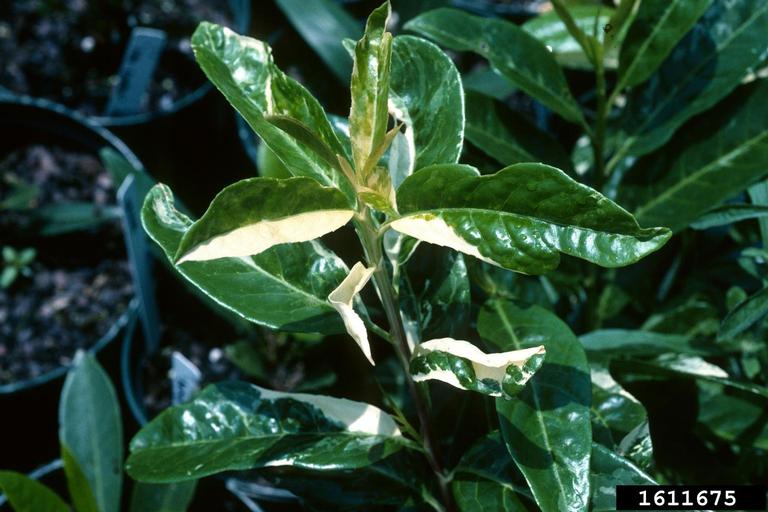 cherry laurel (Prunus laurocerasus)