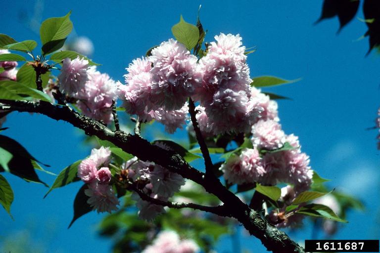 Japanese flowering cherry (Prunus serrulata)