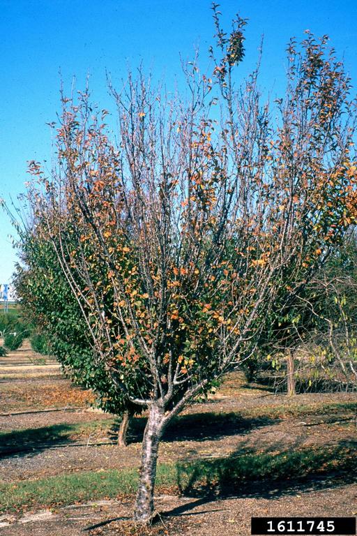 plum/cherry (Genus Prunus)