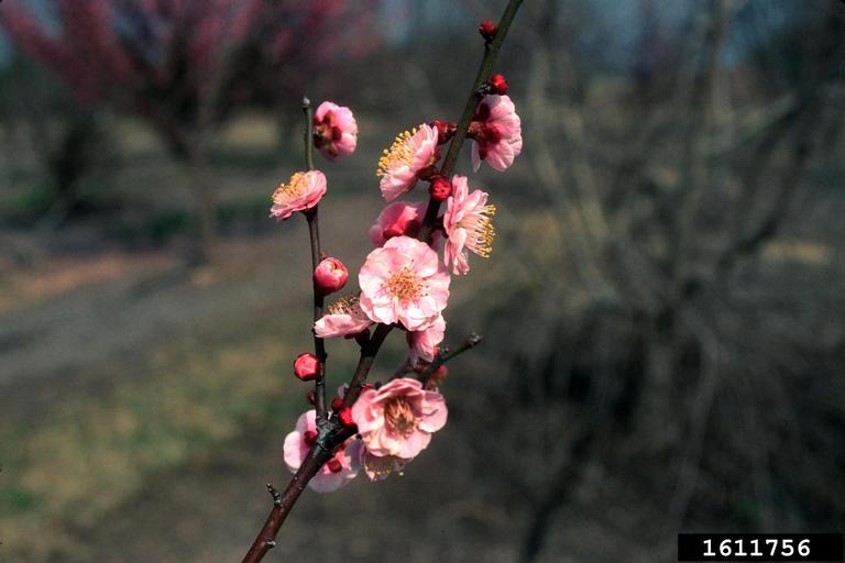 Japanese apricot (Prunus mume)